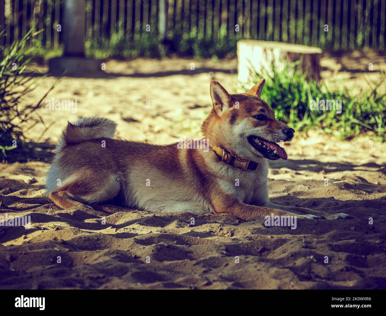 Shiba Inu plays on the dog playground in the park. Cute dog of shiba ...