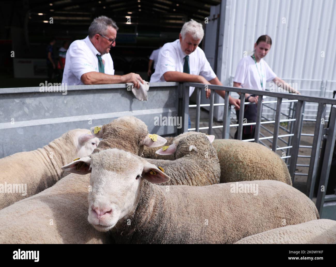 Rennes, France. 13th Sep, 2022. Sheep are on display at the 35th ...
