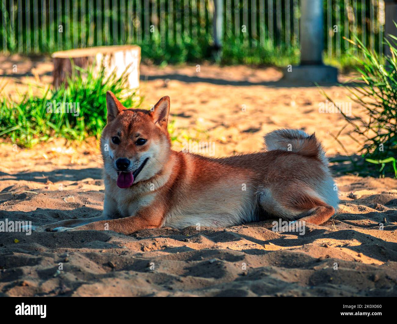 Shiba Inu plays on the dog playground in the park. Cute dog of shiba ...