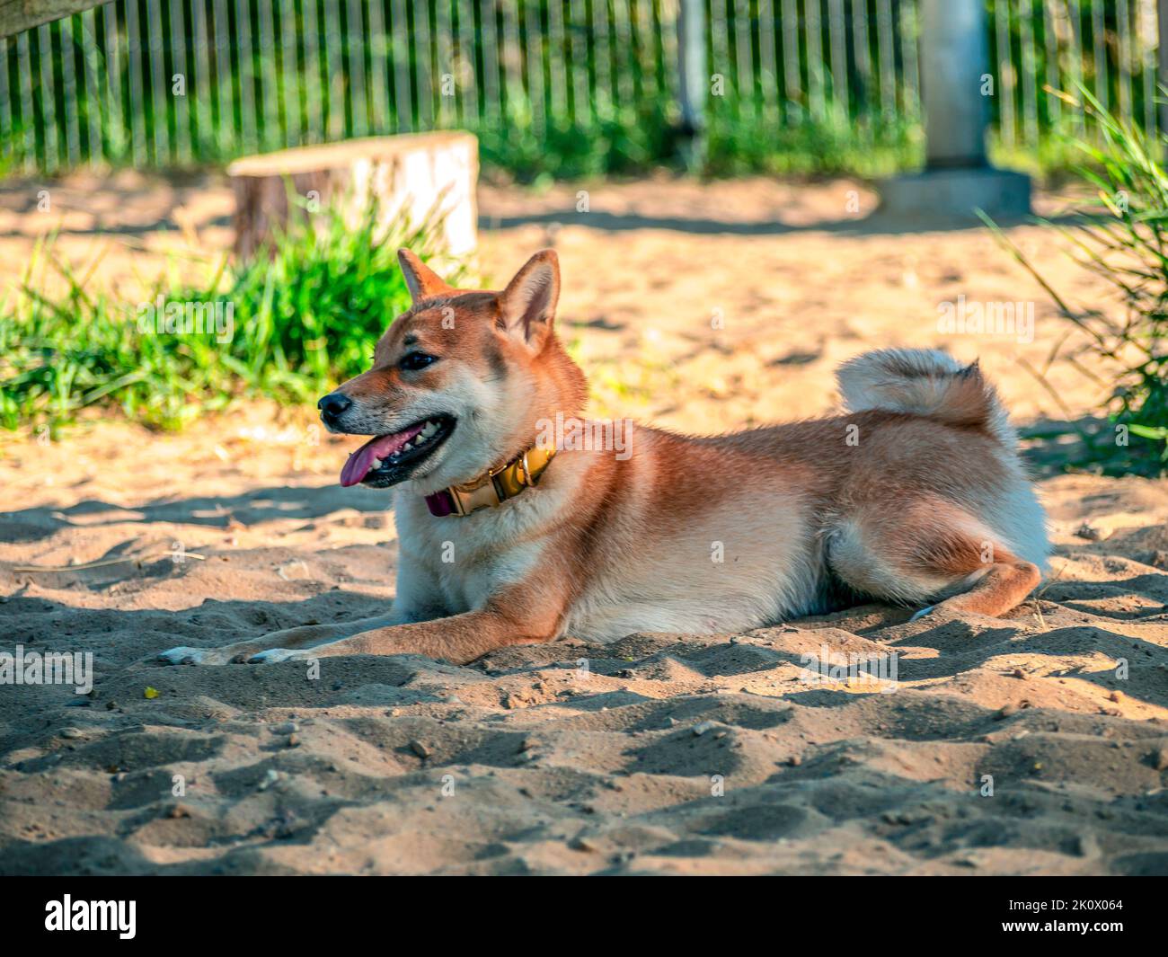 Shiba Inu plays on the dog playground in the park. Cute dog of shiba ...