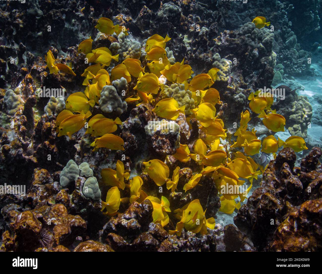A shoal of yellow tang enjoying the reef Stock Photo - Alamy