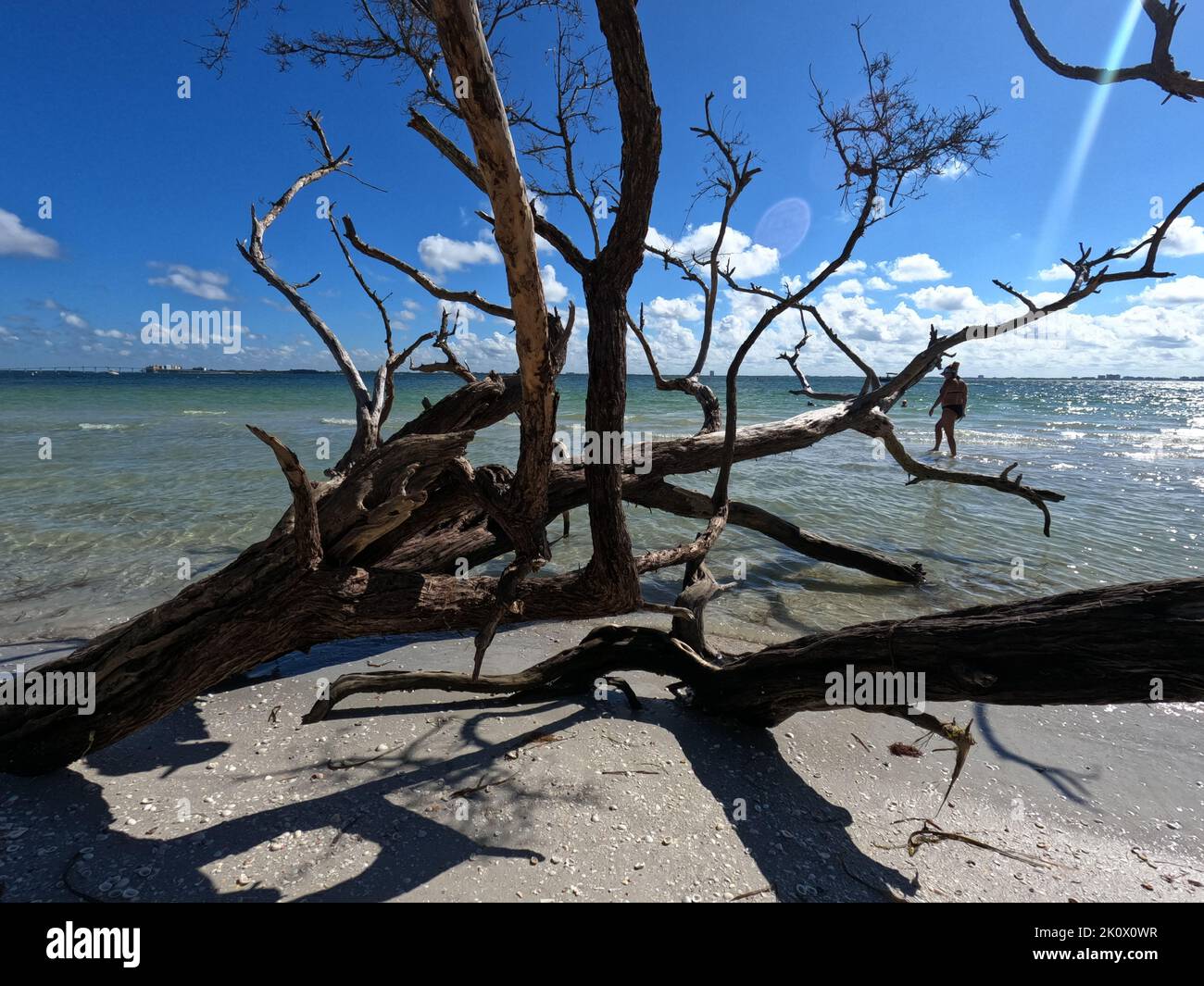 An old trunks of fallen dead tree on the beach under cloudy blue sky ...