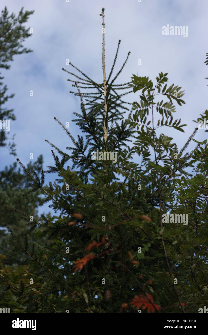 A beautiful shot of green leaves of tree with some red foliage against ...