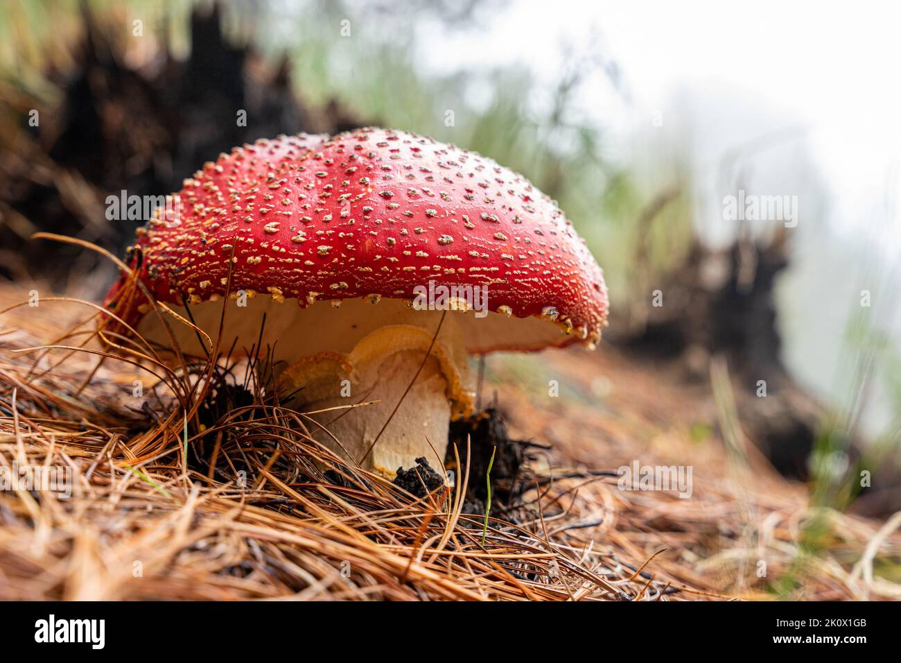 Amanita muscari, beautiful red-headed sour fly, hallucinogenic toxic ...