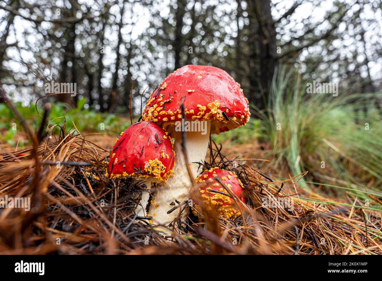 Amanita muscari, beautiful red-headed sour fly, hallucinogenic toxic ...
