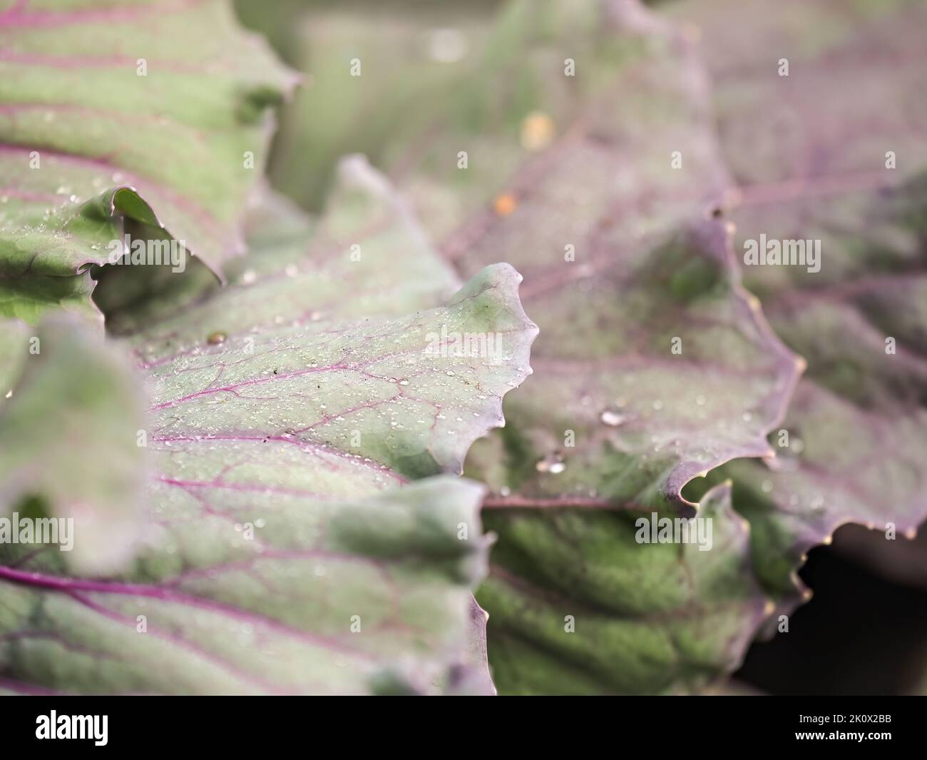 Close up of endless field with green leaves and purple veins of red ...