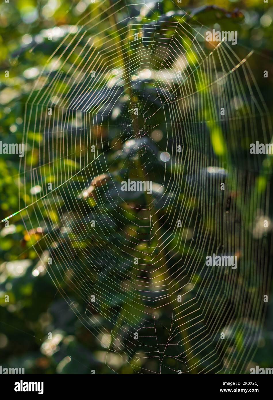 Spider web in the dark forest, the morning dew.Morning dew on a spider ...