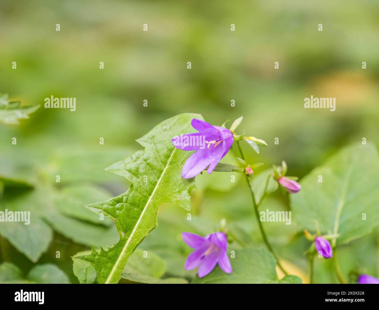 Campanula rapunculoides, creeping bellflower, or rampion bellflower, is ...