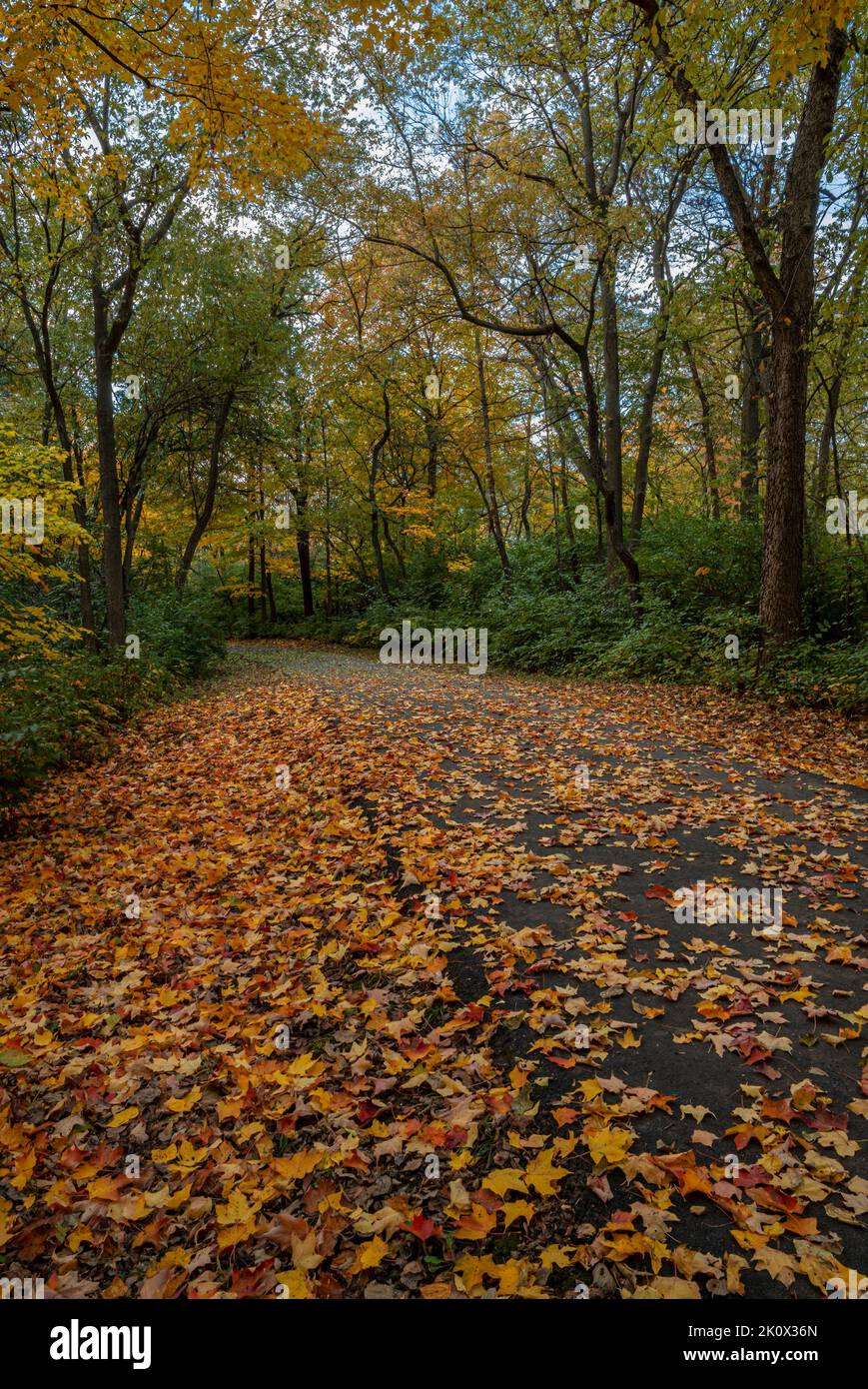 A paved trail, part of the DuPage River Trail runs through Hammel Woods ...