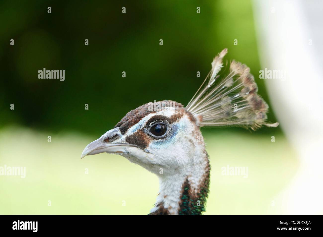Beautiful female peacock hi-res stock photography and images - Alamy