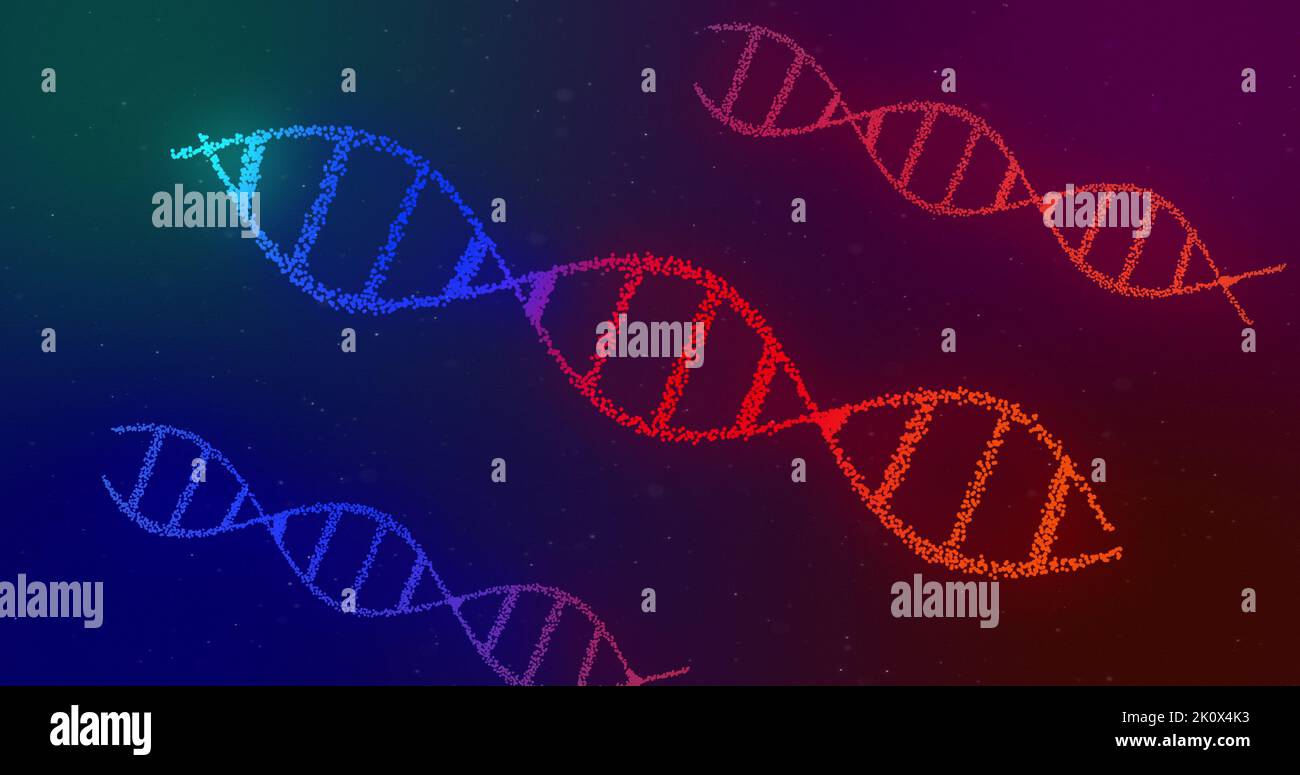 Image of multiple glowing red purple and blue 3D double helix DNA ...