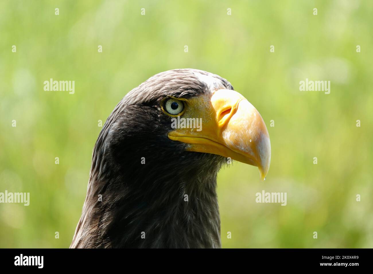 Haliaeetus pelagicus, side close-up portrait of Steller's sea eagle ...