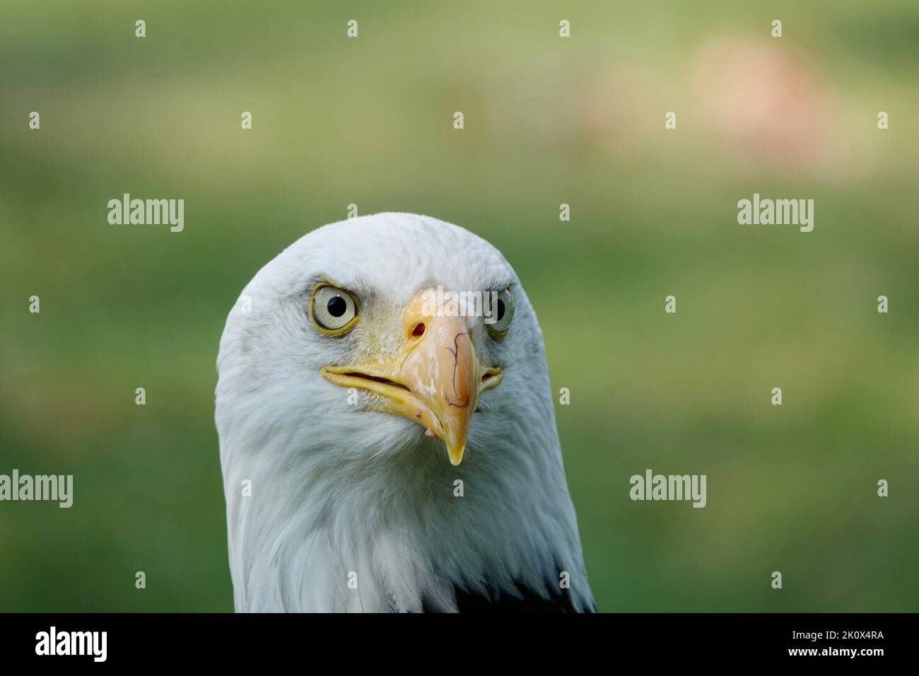 A closeup of a head of Southern Bald Eagle bird looking into camera on ...