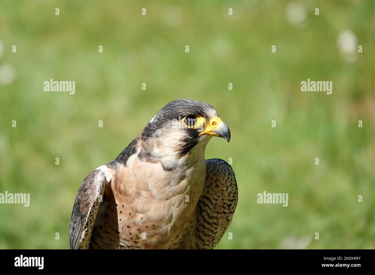 Wing bird speed fast hi-res stock photography and images - Alamy