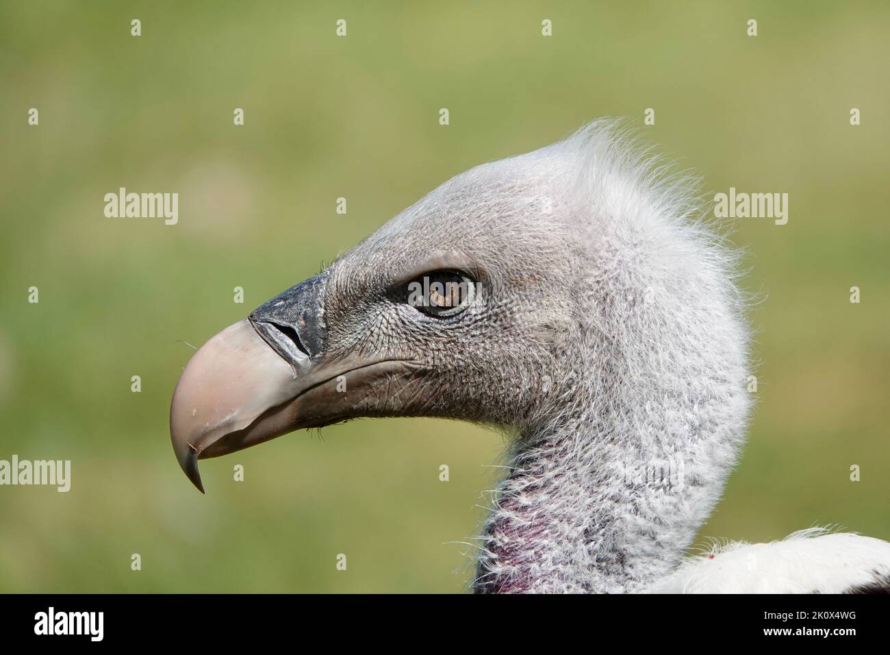 A closeup of a head of Ruppells griffon vulture bird on a blurry green ...