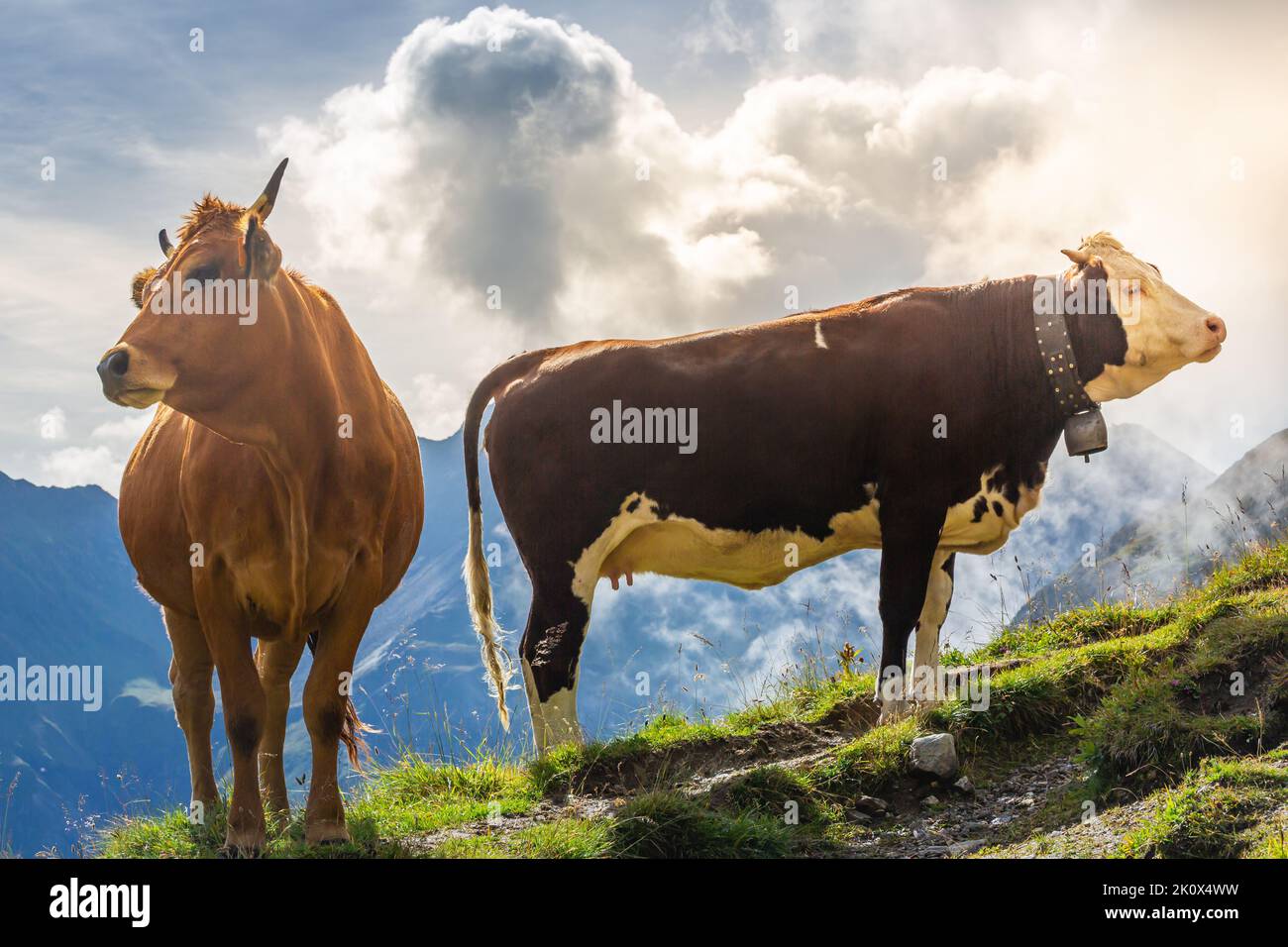 Vanoise cows hi-res stock photography and images - Alamy