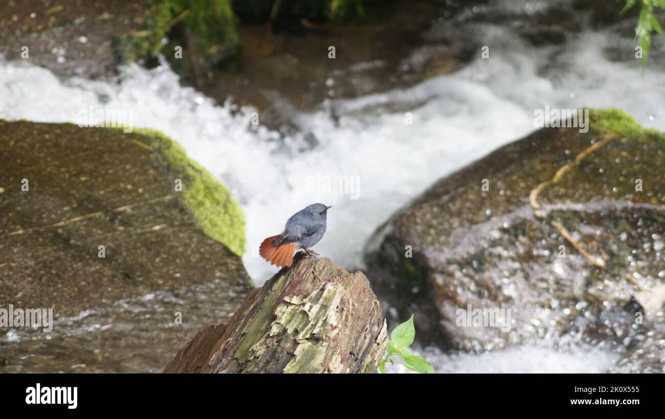 bird on the rock Stock Photo - Alamy