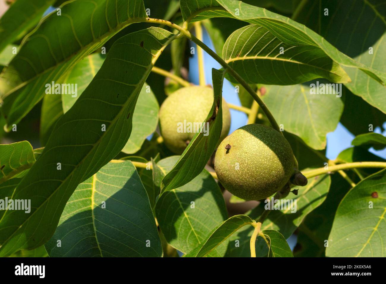 Green walnut on a branch Stock Photo - Alamy