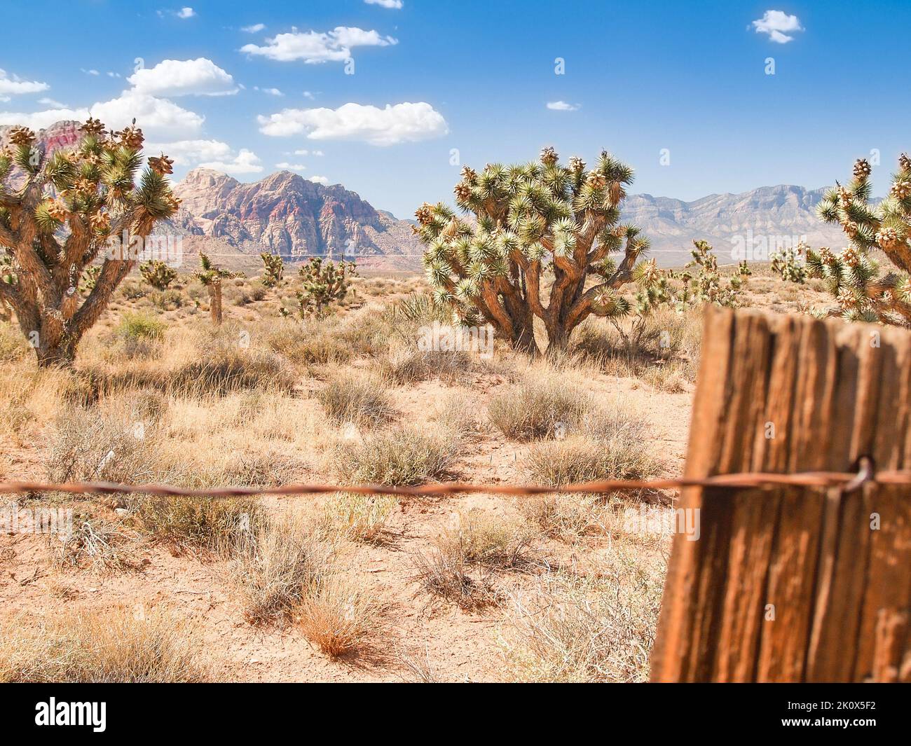 Joshua tree with fence hi-res stock photography and images - Alamy