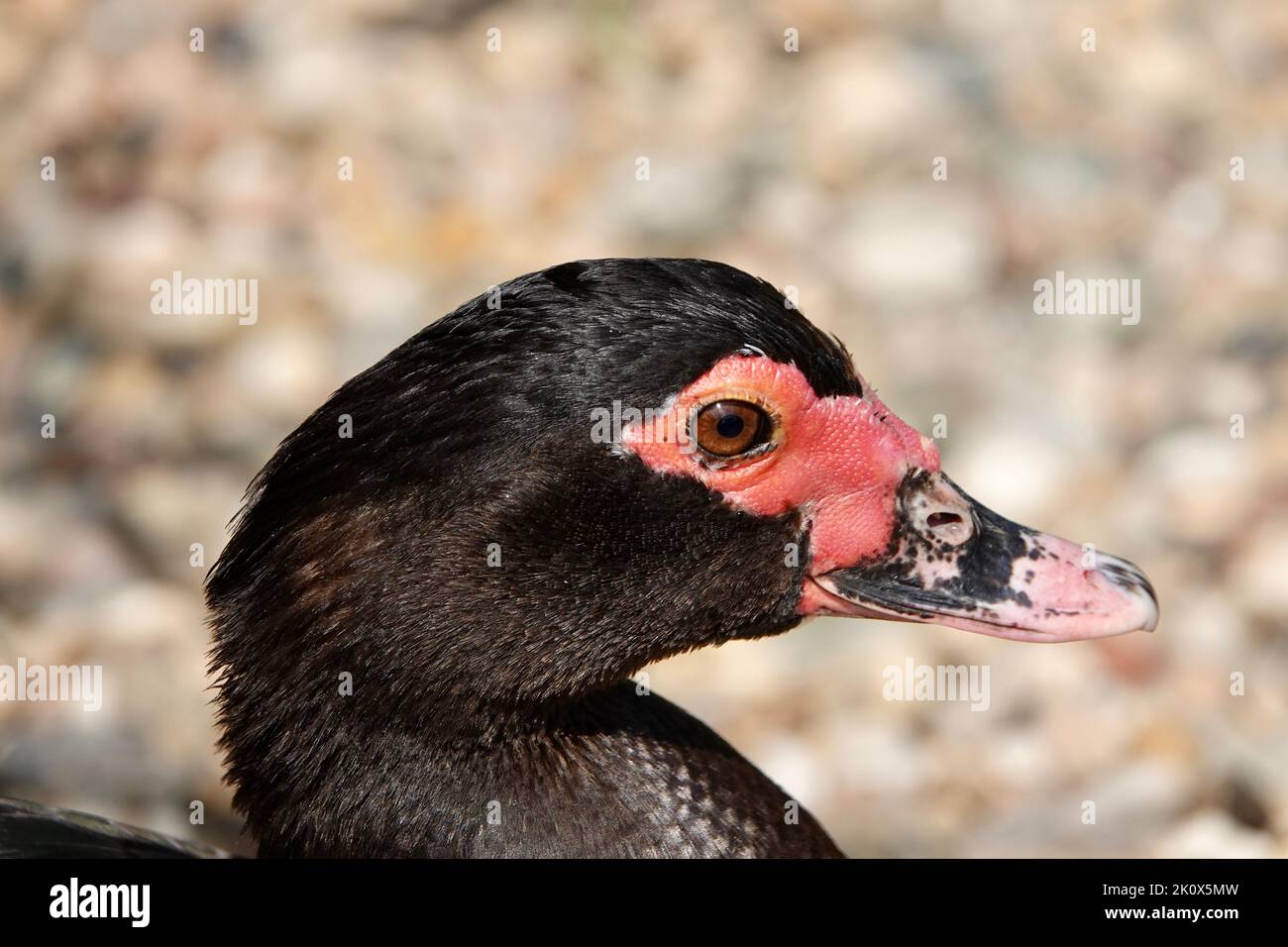 Closeup of head of black muscovy duck looking into camera on blurry ...