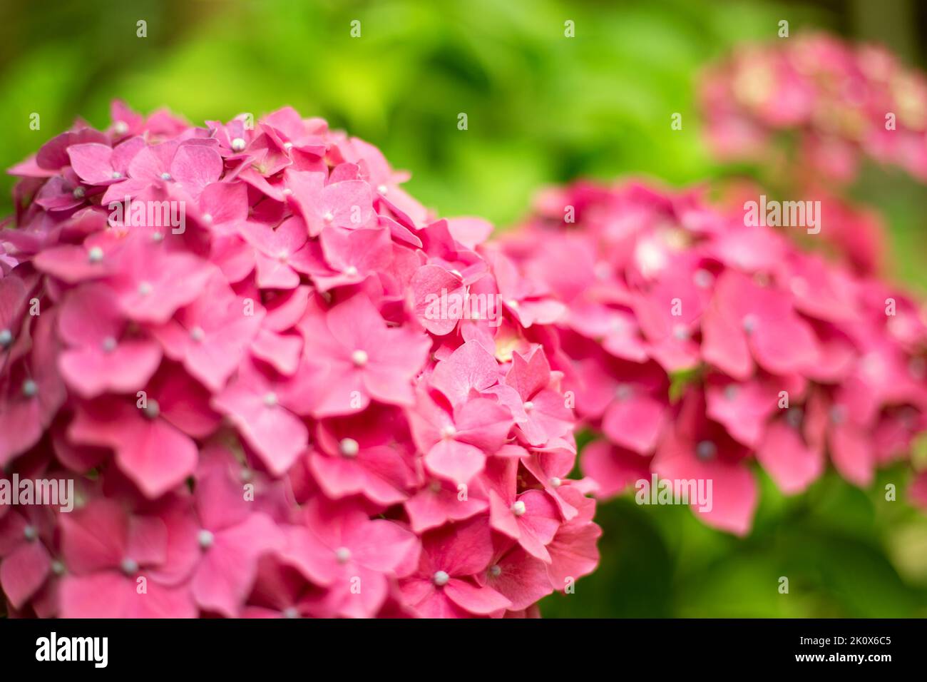 Close up light pink hortensia fresh flowers blur background Stock Photo ...