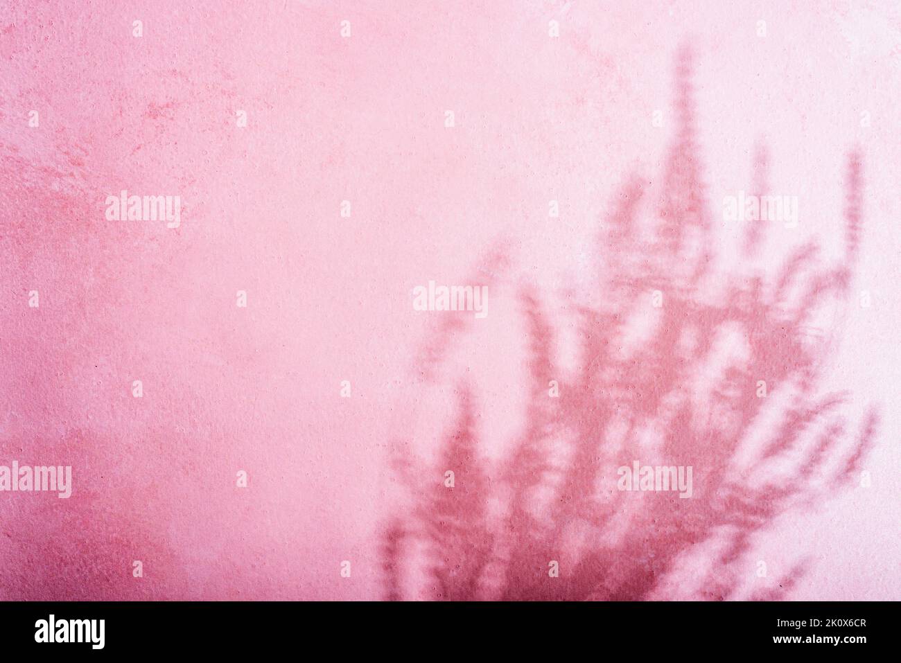 Pink concrete wall with plant shadow overlay. Tropical pastel ...