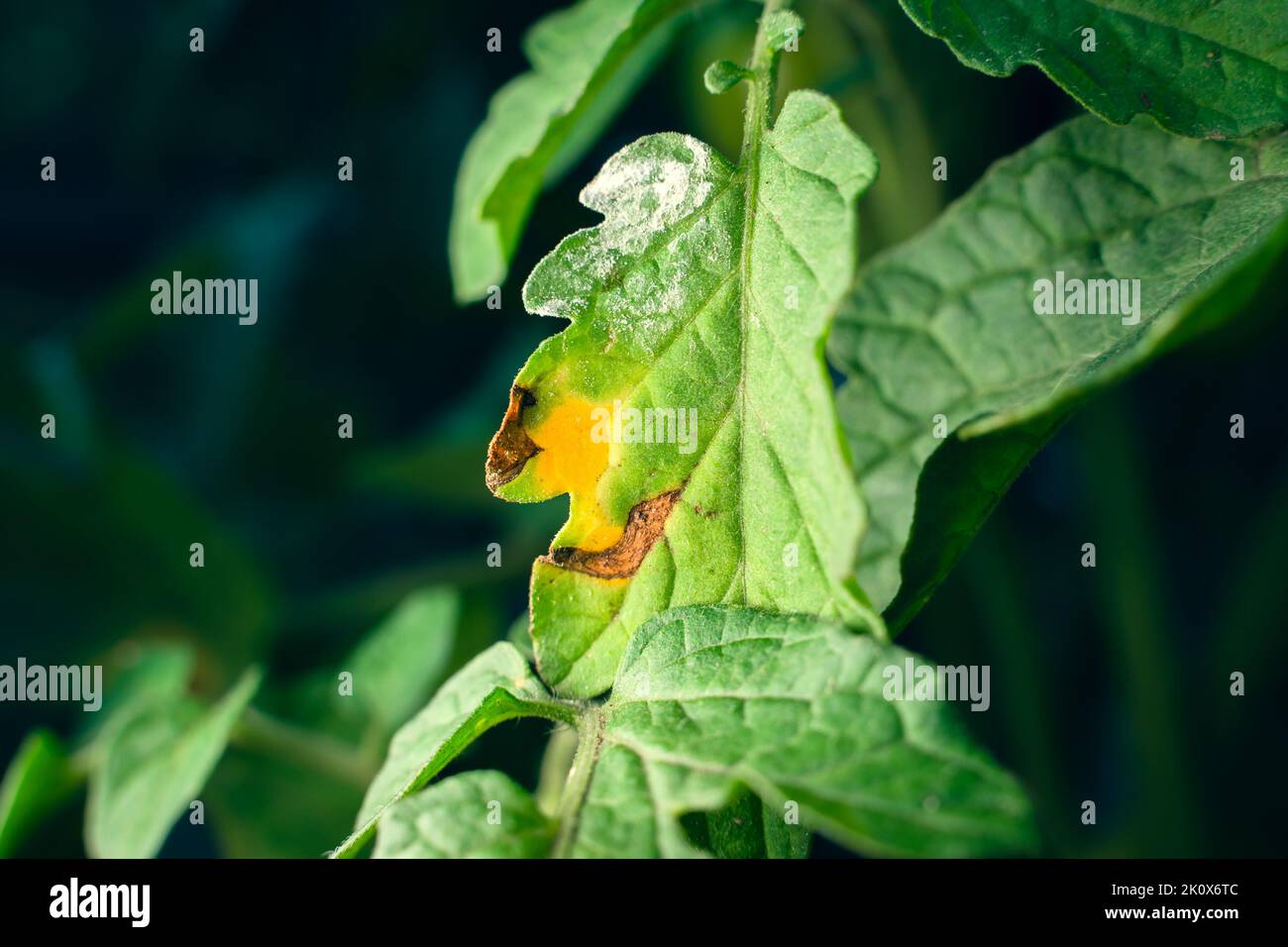 The leaves of a growing tomato are infected with phytophthora close-up ...