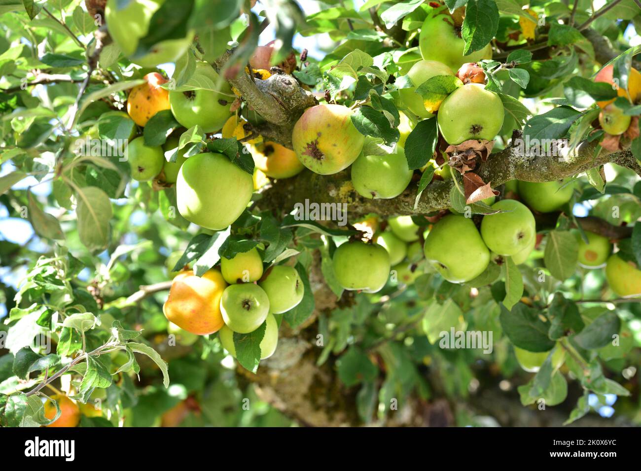 Apple tree in the sun hi-res stock photography and images - Alamy