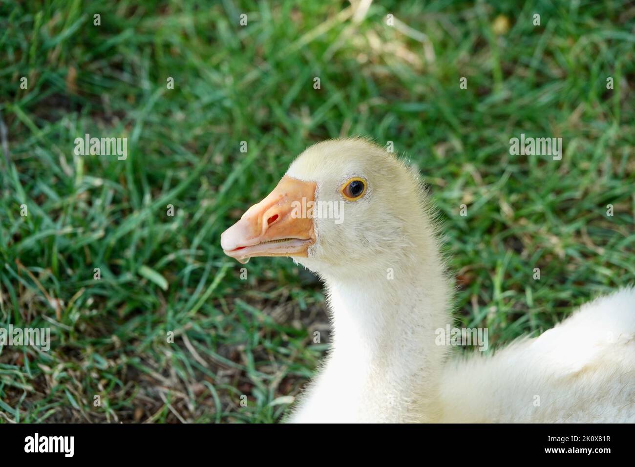 Head of young domestic goose looking into the camera on grass ...