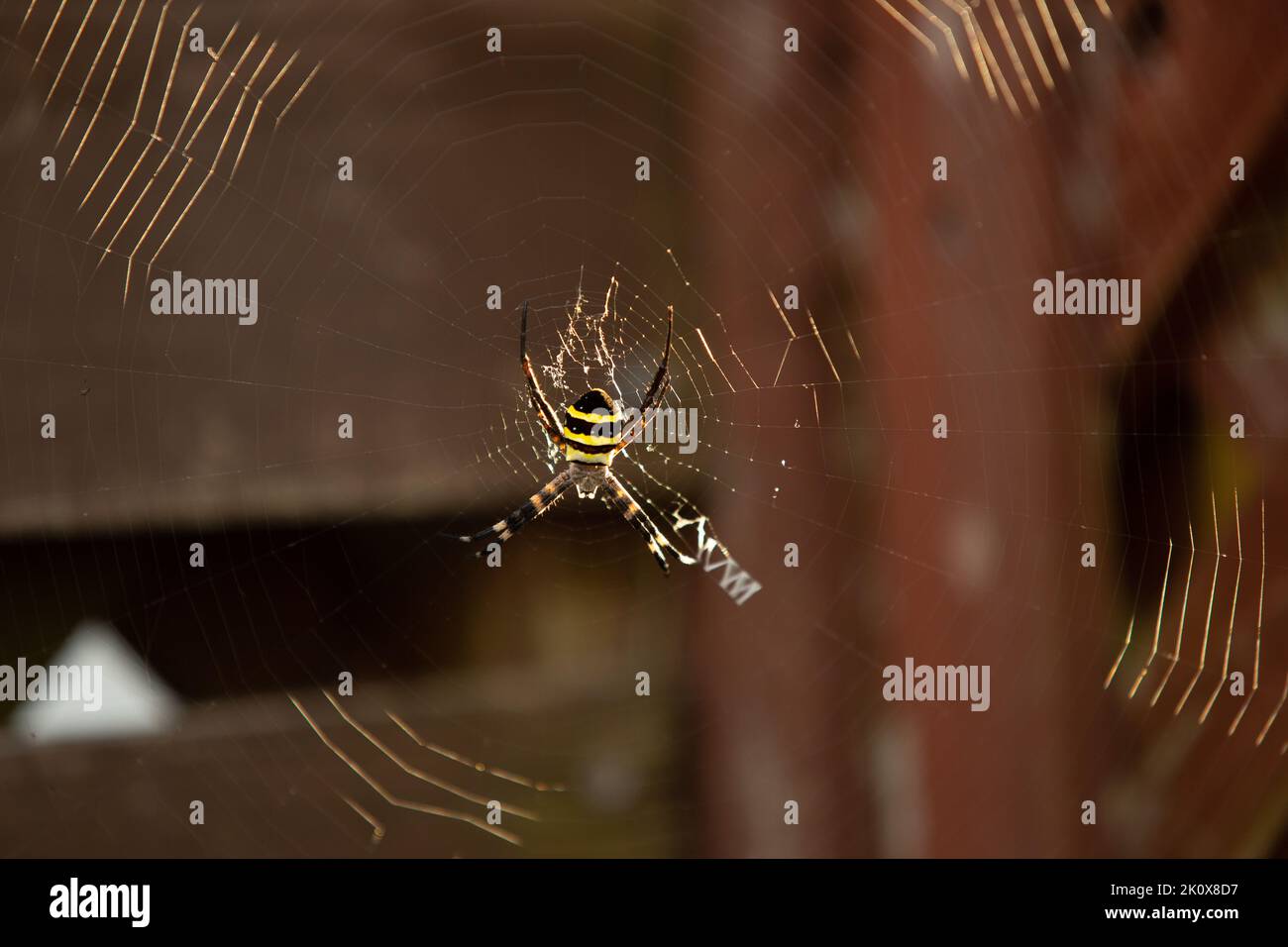 Japanese orb-weaving spider (Argiope amoena) on large web in front of a ...