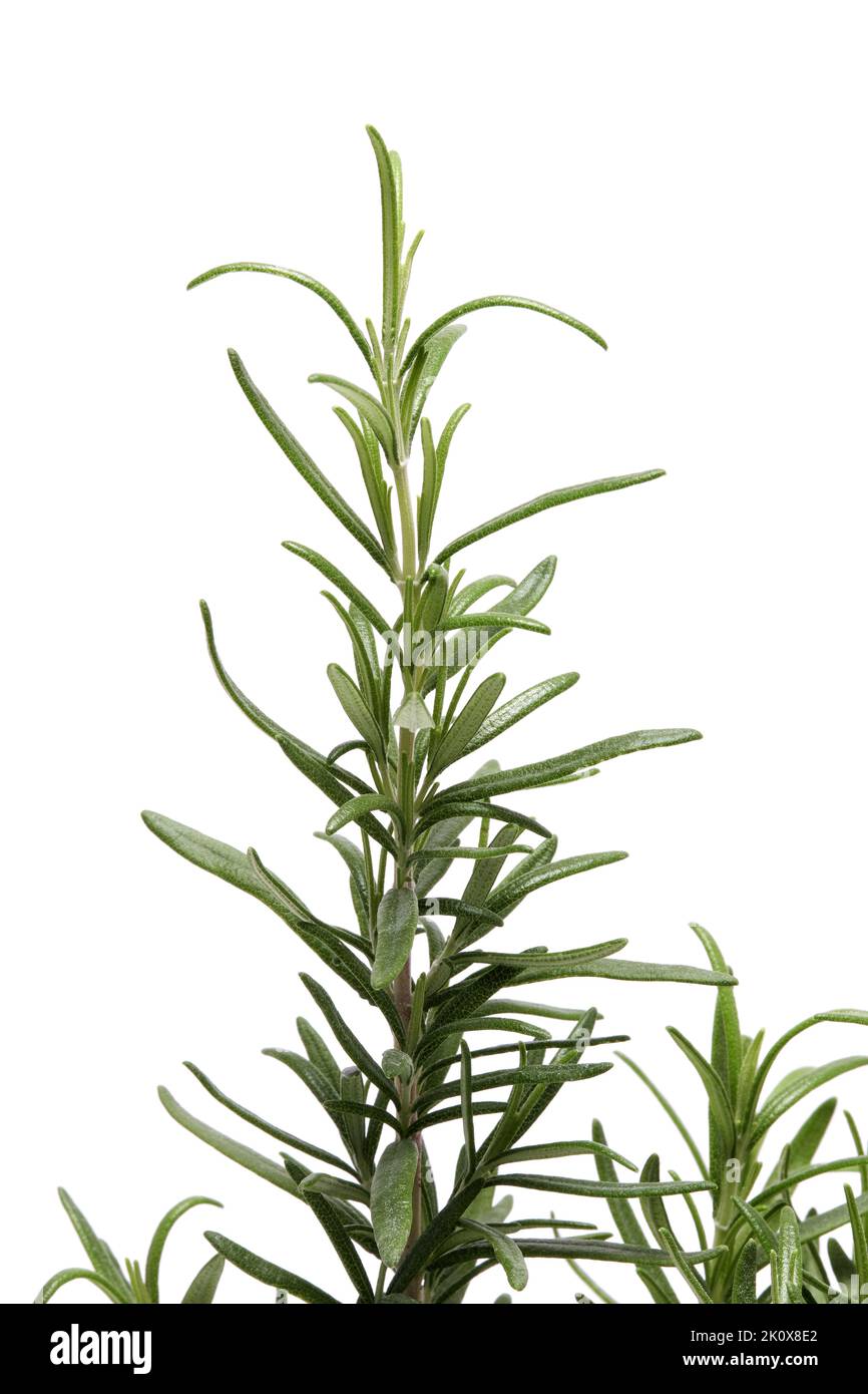 Fresh twig of rosemary isolated on a white background Stock Photo - Alamy