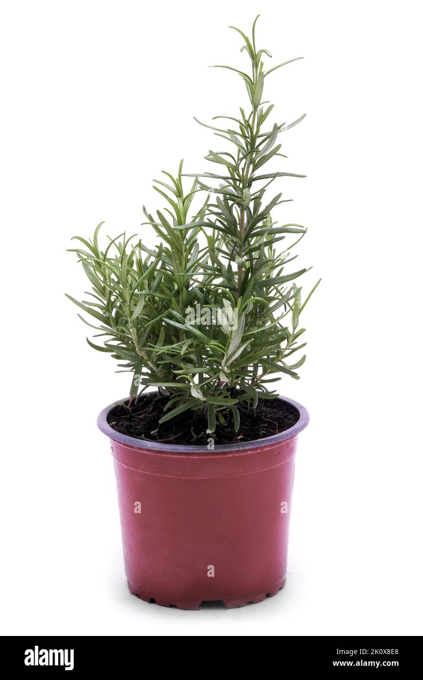 Savory fresh herb rosemary growing in brown flower pot isolated on ...