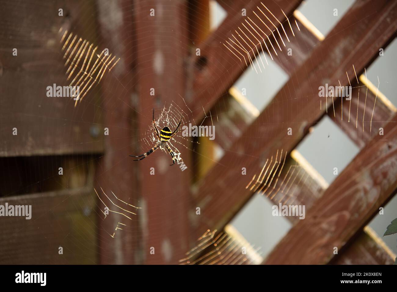 Japanese orb-weaving spider (Argiope amoena) on large web in front of a ...