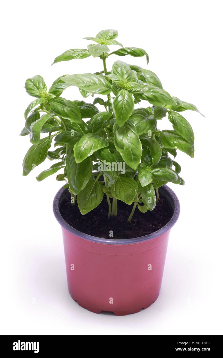 Fresh basil in a pot isolated on white background Stock Photo - Alamy