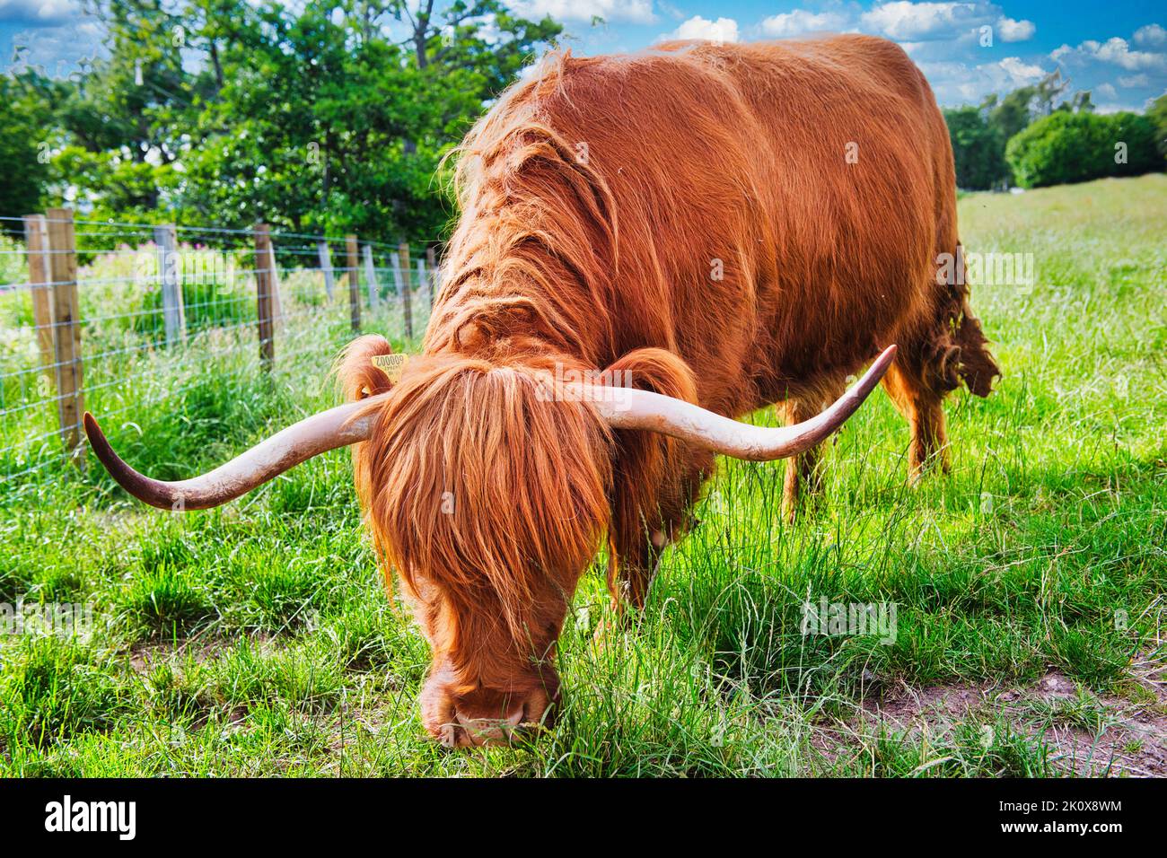 A highland Cow, Perthshire, Scotland Stock Photo - Alamy