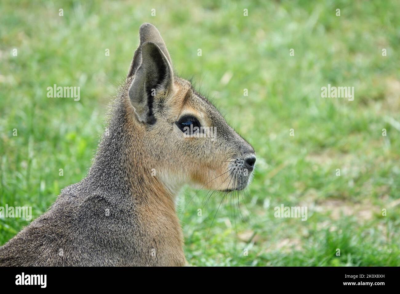 Natural shot of detail of Patagonian Mara animal head - Dolichotis ...