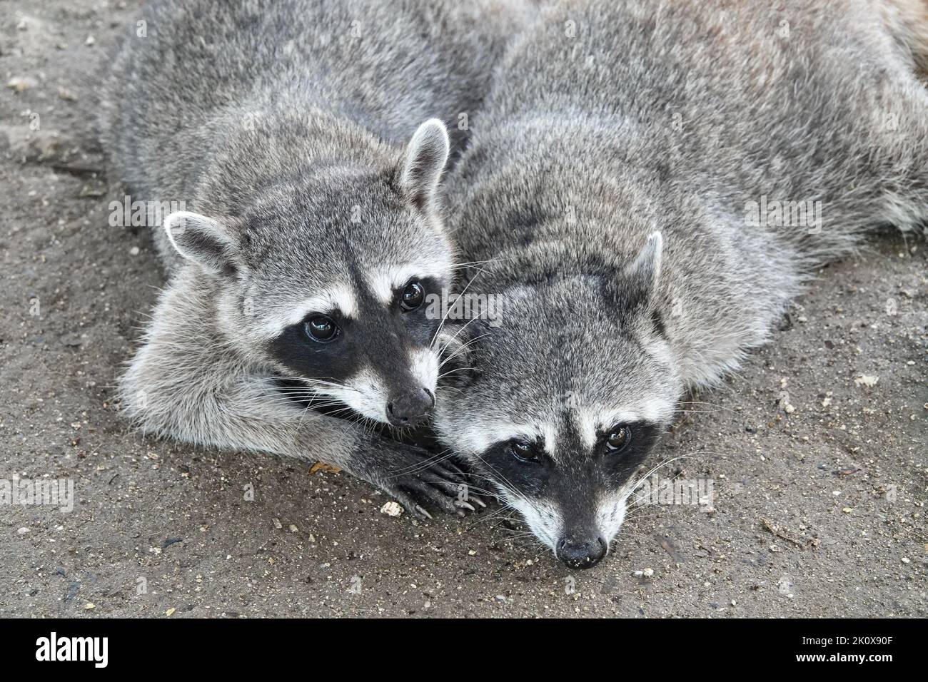 Two cute raccoons lying together on the dusty ground in an embrace and ...