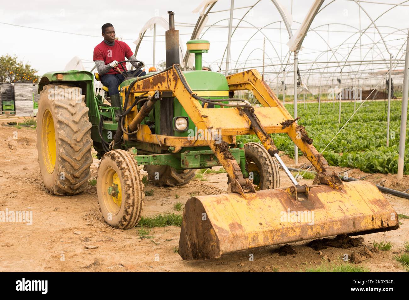 African-american worker farmer working on tractor in orangery Stock ...