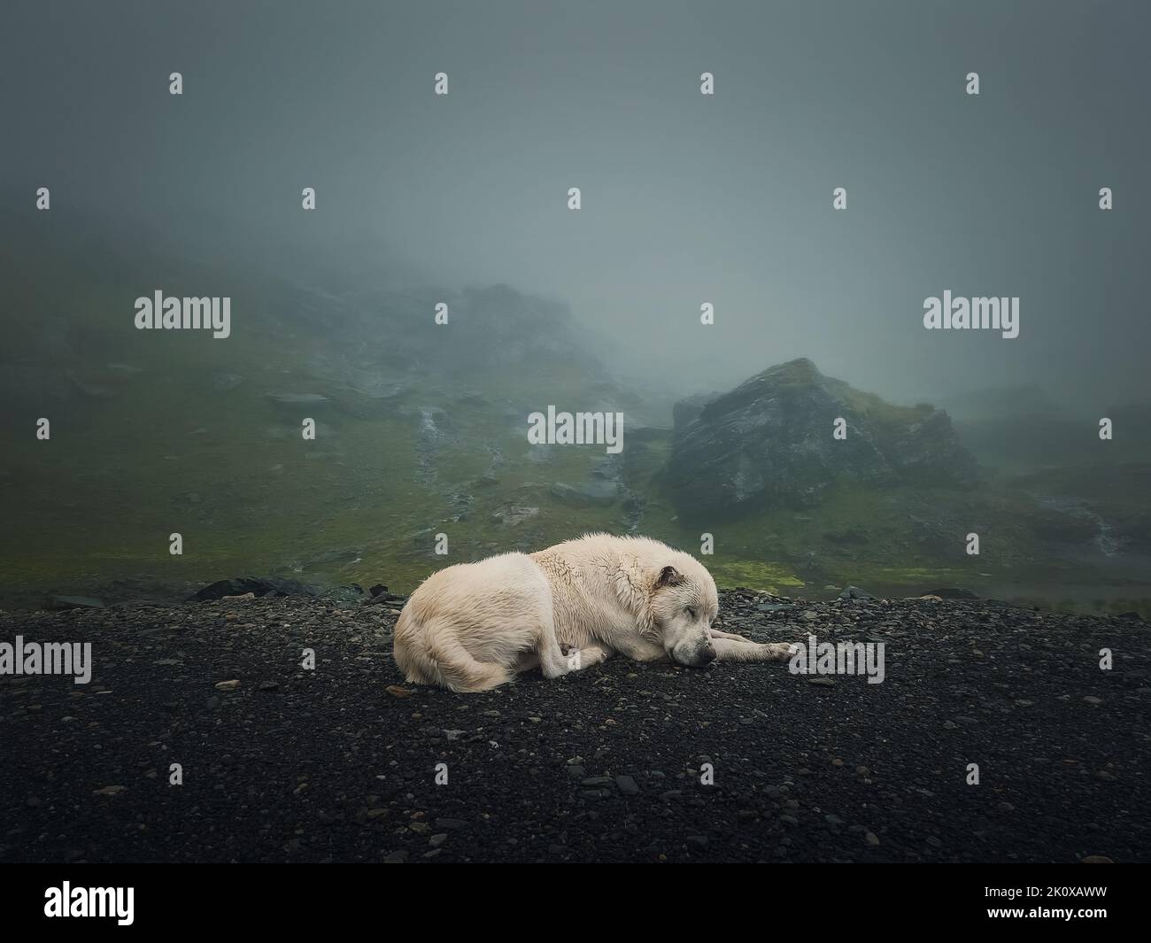 Close up portrait of a sleeping white wolf dog. Peaceful view with a ...