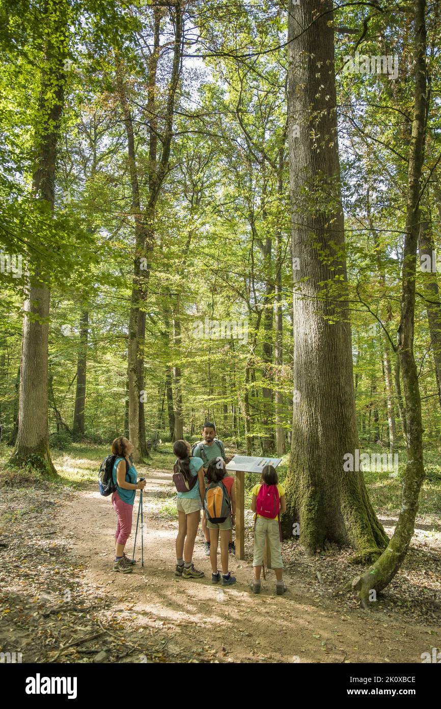 France. Auvergne. Allier (03). Family walk in the forest of Troncais ...