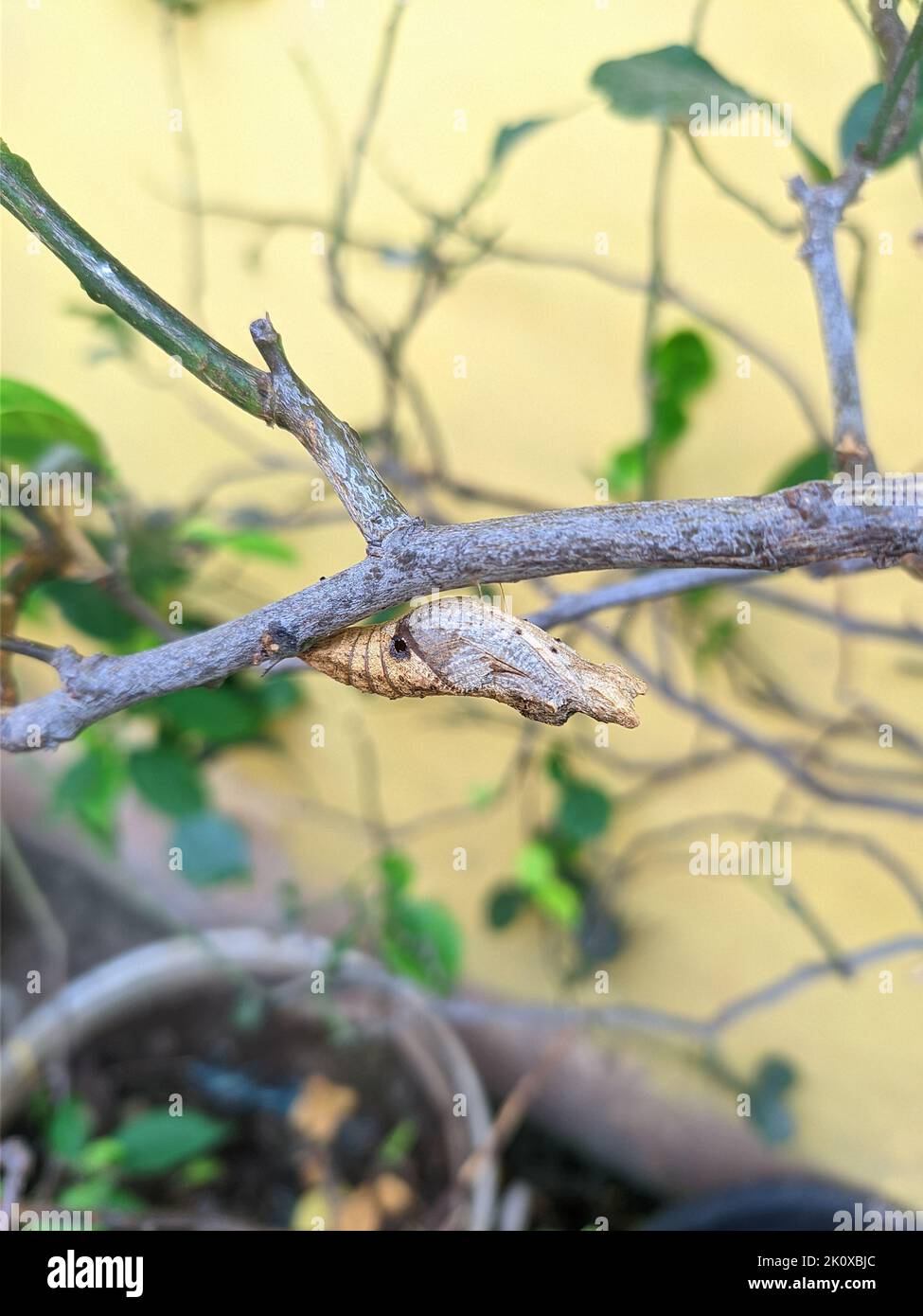 Green pupa hi-res stock photography and images - Alamy