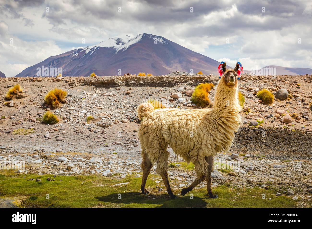 llama in the wild of Atacama Desert, Andes altiplano, Chile Stock Photo ...