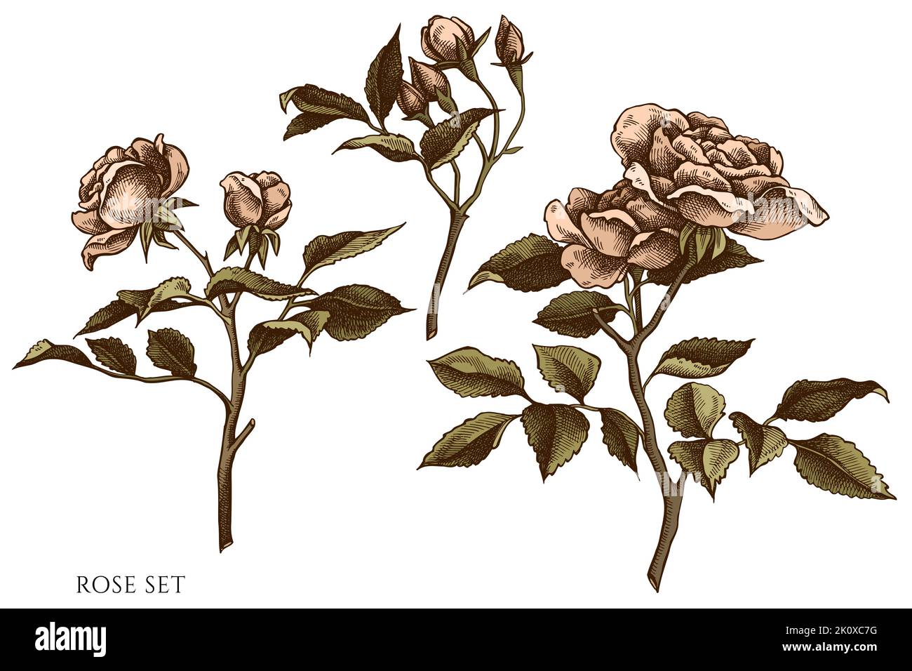 Gardening hand drawn vector illustrations collection. Colored rose ...