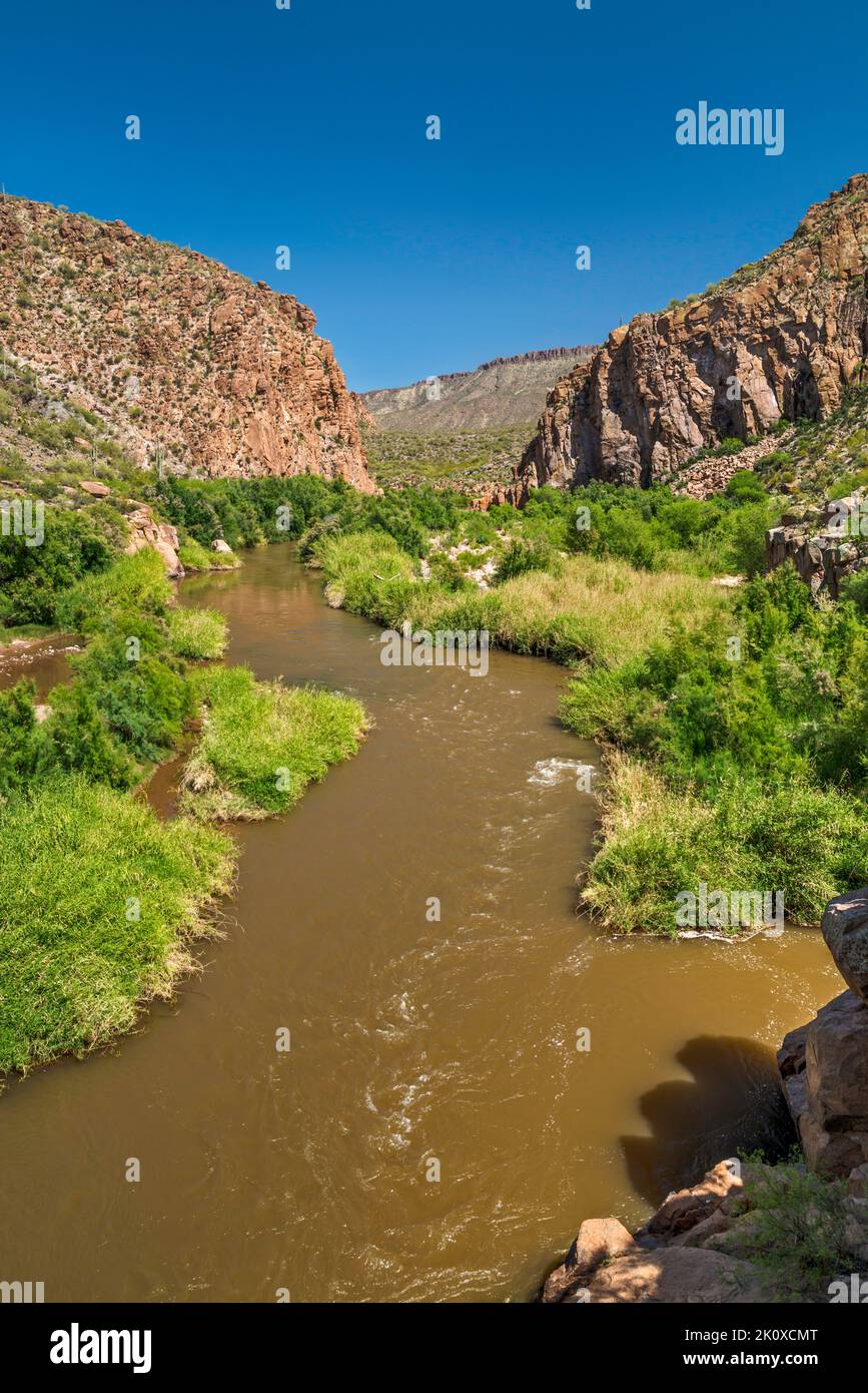 Salt River riparian corridor, near Theodore Roosevelt Lake, from bridge ...