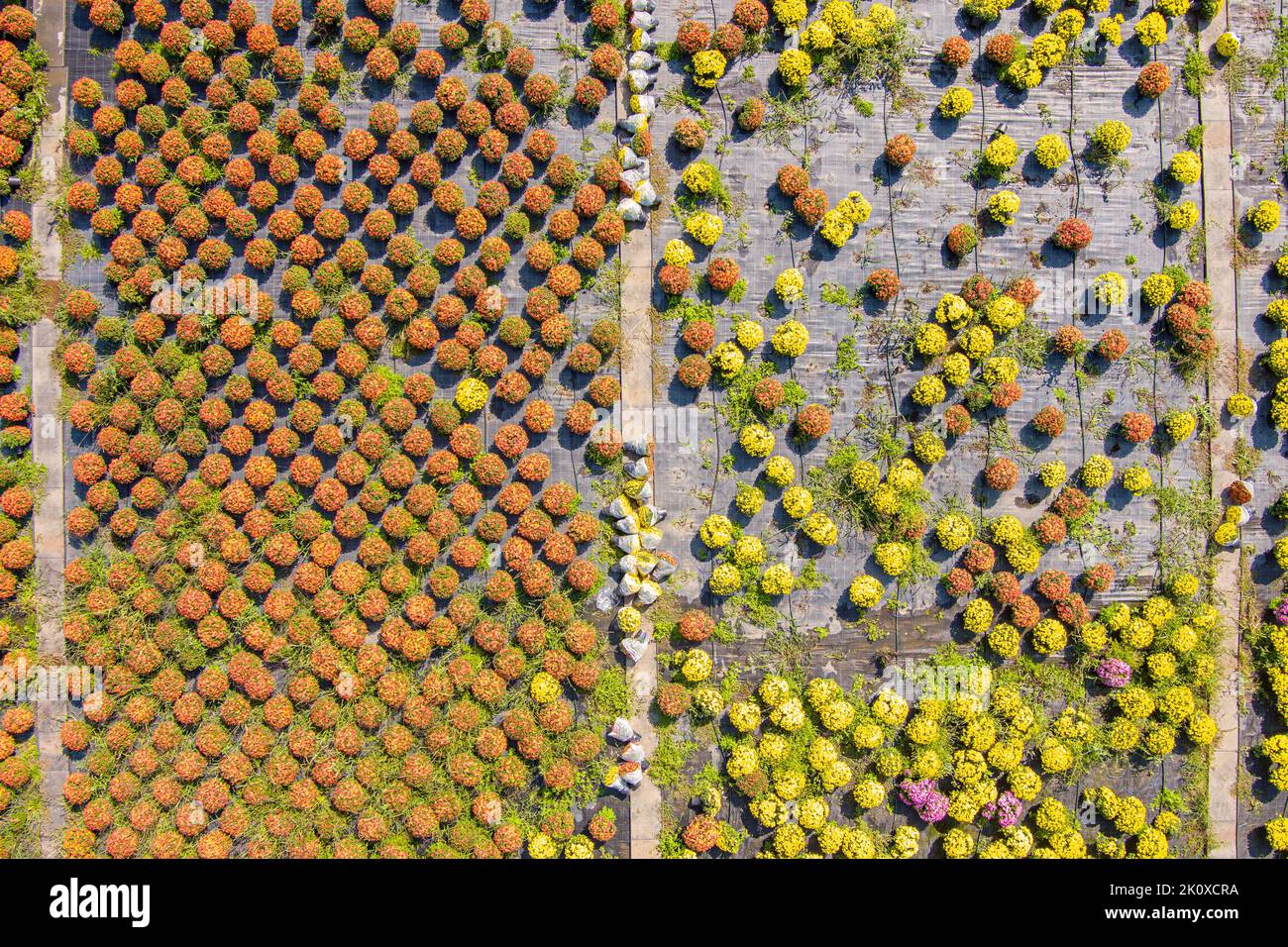 Aerial view plant nursery hi-res stock photography and images - Alamy