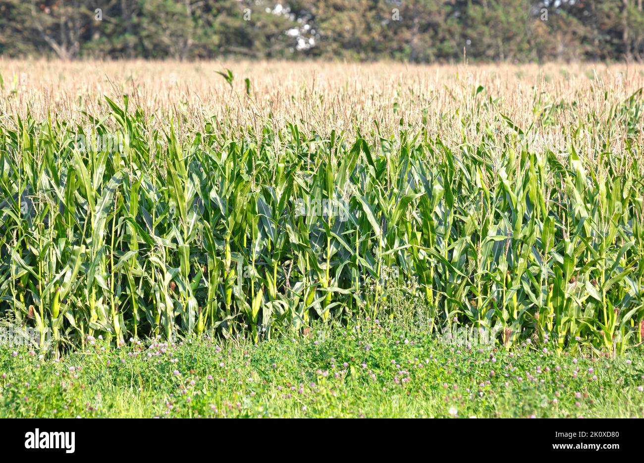 Field of fresh green corn plants, Denmark Stock Photo - Alamy