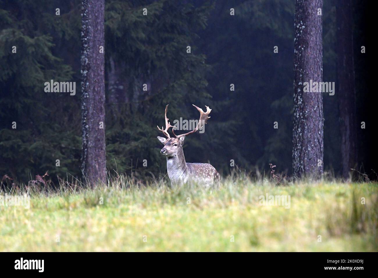 Damwild, Damwild *** Local Caption *** rutting season, cervids, dama ...