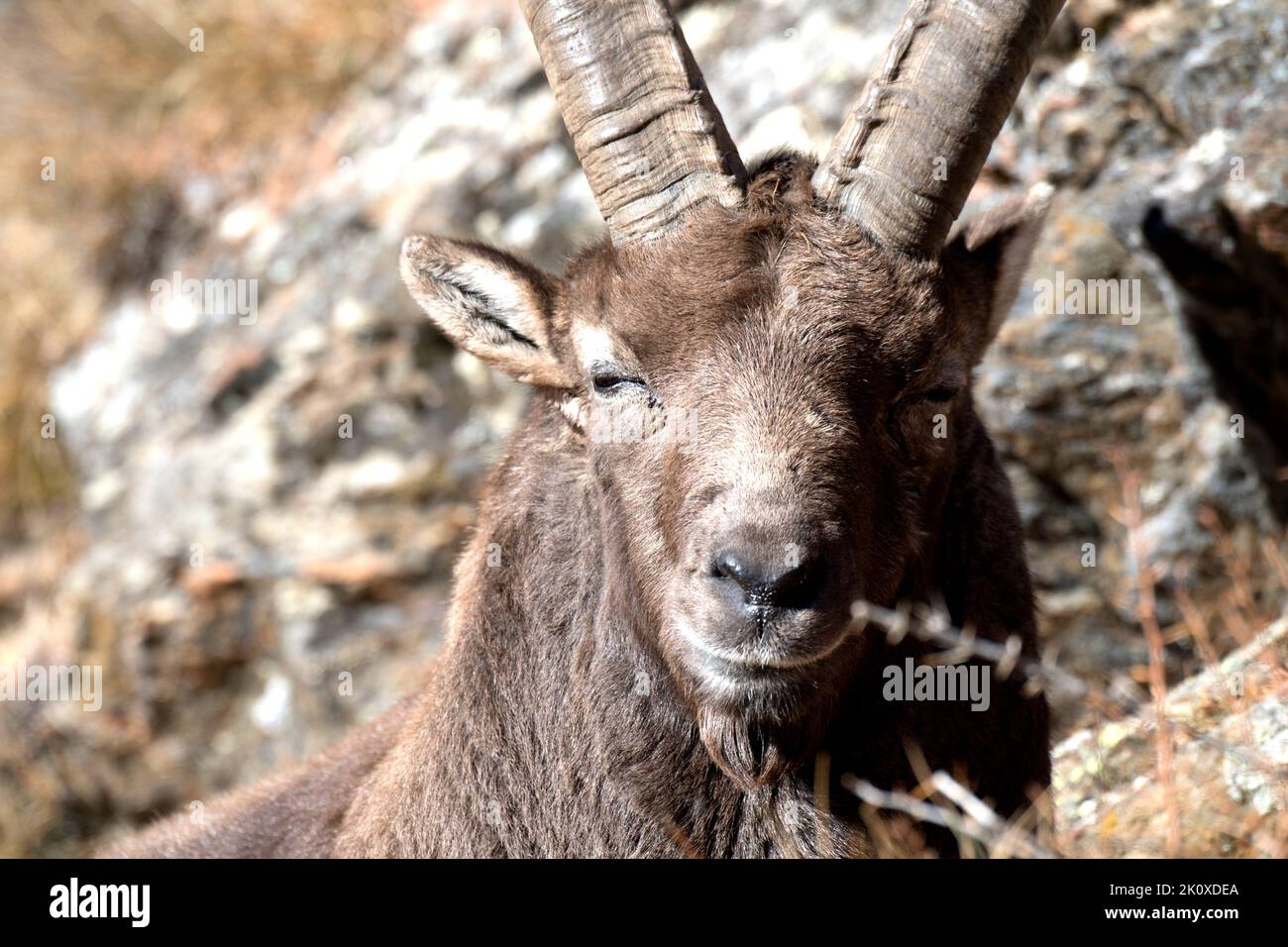 Steinbock im Hochgebirge *** Local Caption *** Bovidae, bovids, Capra ...