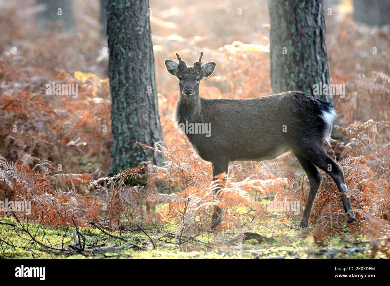 Sikahirsche *** Local Caption *** Asian deer, Asian deer, sika deer rut ...