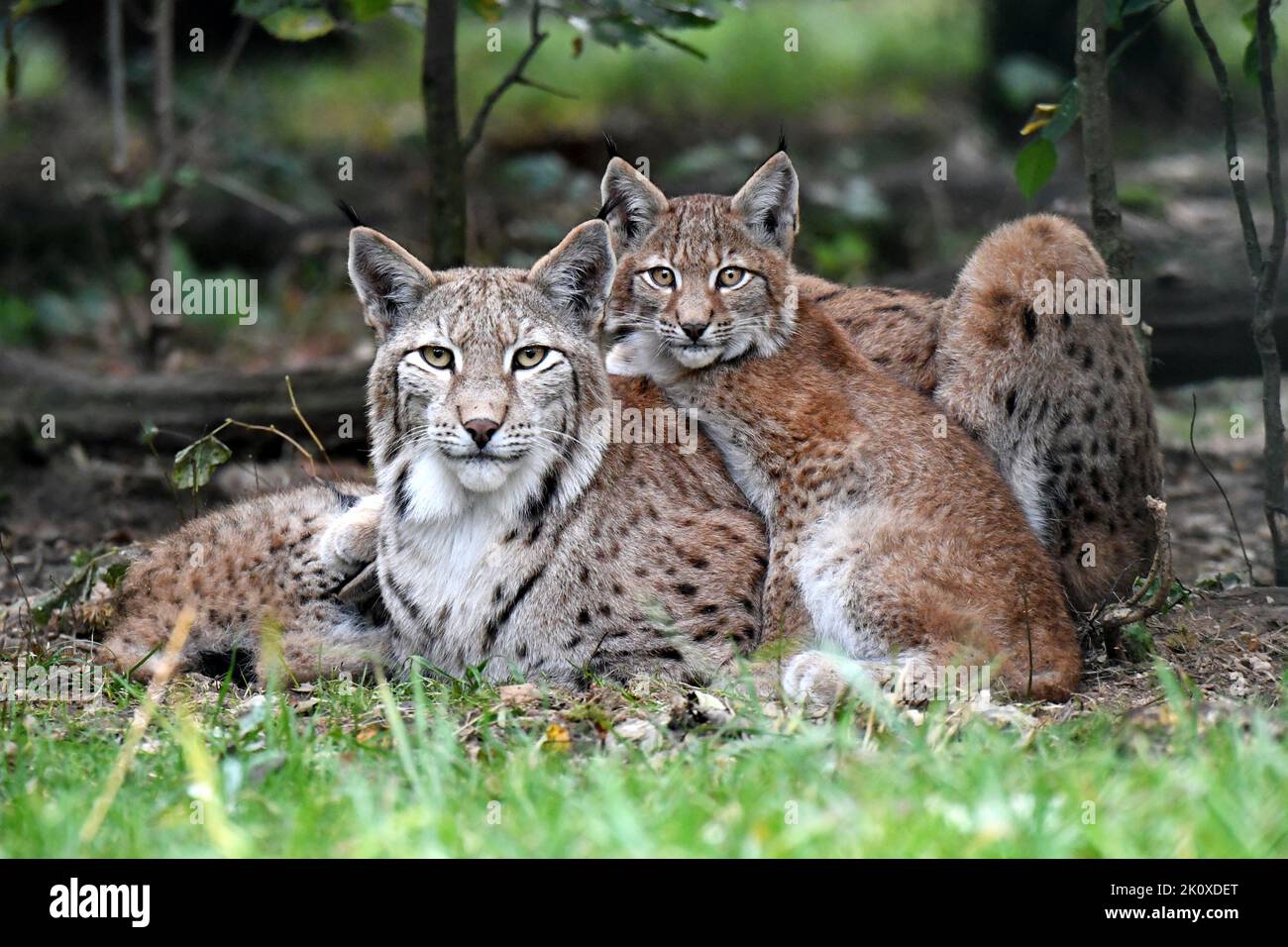 Luchs *** Local Caption *** Stalker, Stalking hunter, Native predator ...